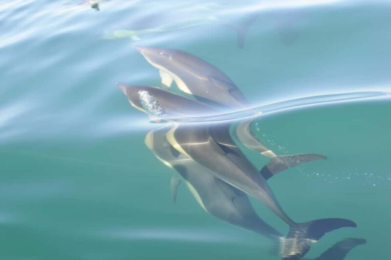 Nazaré: Dolphin Safari - The Broader Context