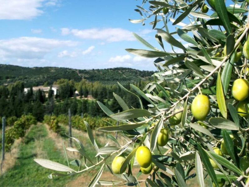 Near Cagliari: The World of Natural Wine at "In Our Garden" - In The Sum Up