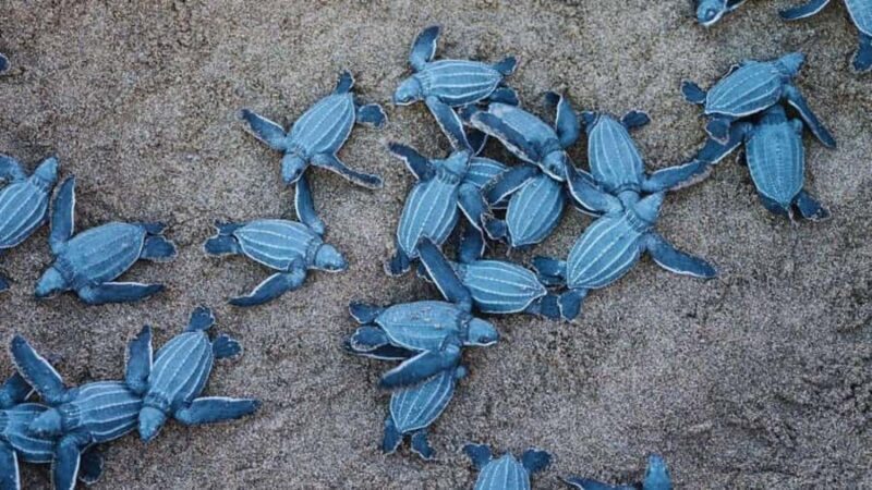 Negombo/Colombo:Private Galle Dutch Fort & Madu River Safari - Practicalities & Value