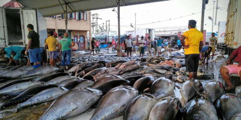 Negombo: Fishing Village Highlights Private Tour by Tuk Tuk - The Practical Side: Pricing, Timing, and Tips