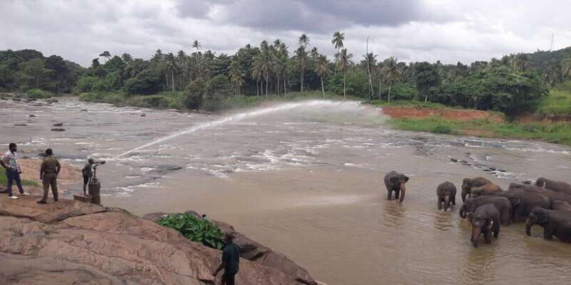 Negombo: Kandy and Pinnawala Elephant Orphanage Day Tour - Pinnawala Elephant Orphanage: Highlights and Tips