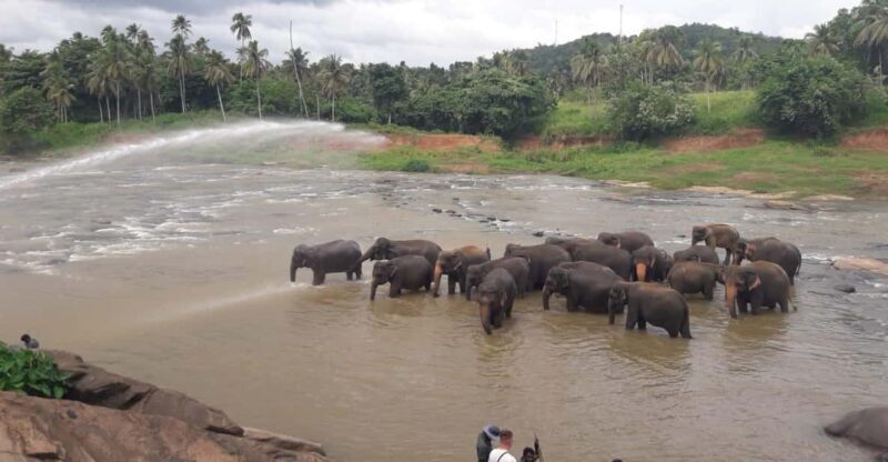 Negombo: Kandy and Pinnawala Elephant Orphanage Day Tour - Value and Overall Impression