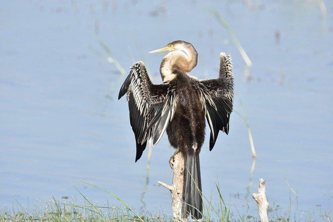 Negombo Lagoon Boat Safari From Negombo - What to Expect from the Negombo Lagoon Boat Safari