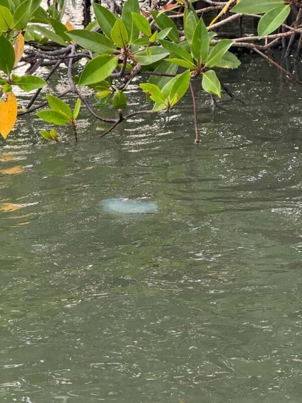 Negombo Lagoon & Dutch Canal Sunset Boat Tour - Key Points