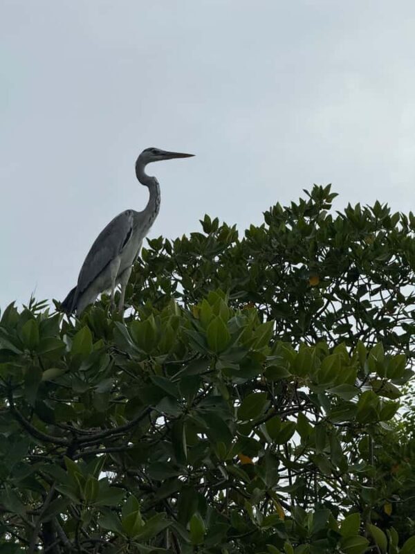 Negombo Lagoon & Dutch Canal Sunset Boat Tour - What Makes This Tour Special?