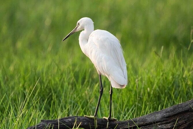 Negombo Lagoon & Muthurjawela Bird Watching Boat Tour - An In-Depth Look at the Tour