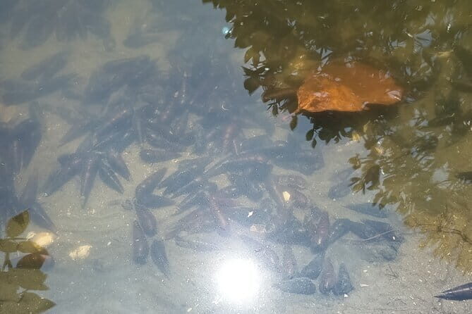 Negombo Lagoon Safari private Tour (Monkey Island, Mangrove) - What to Expect from the Tour: A Detailed Breakdown