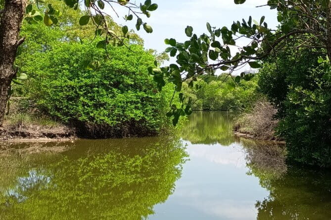 Negombo Lagoon Safari private Tour (Monkey Island, Mangrove) - Who Might Not Love It?