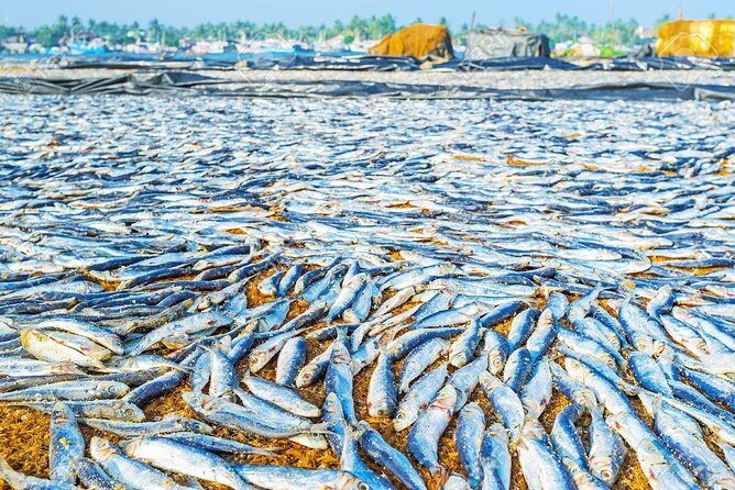 Negombo One Day Trip from Colombo - FAQ