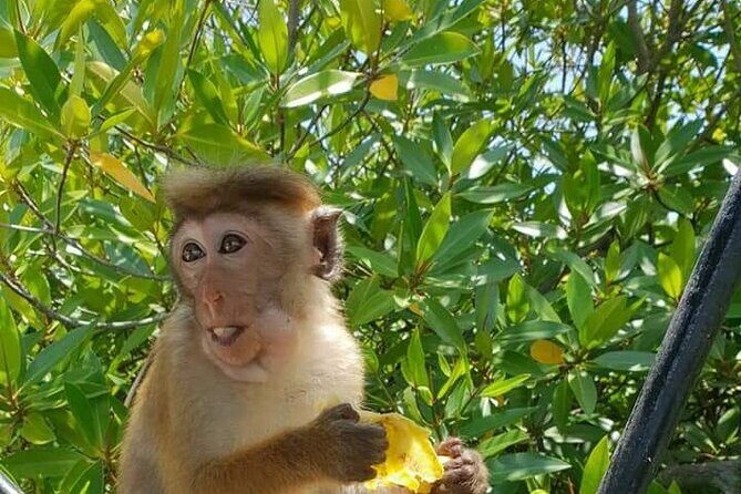 Negombo Sightseeing Tour by Tuk Tuk - The Itinerary: A Window into Local Life