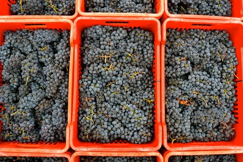 NEIVE: WINERY TOUR AND TASTING 5 WINES - Key Points