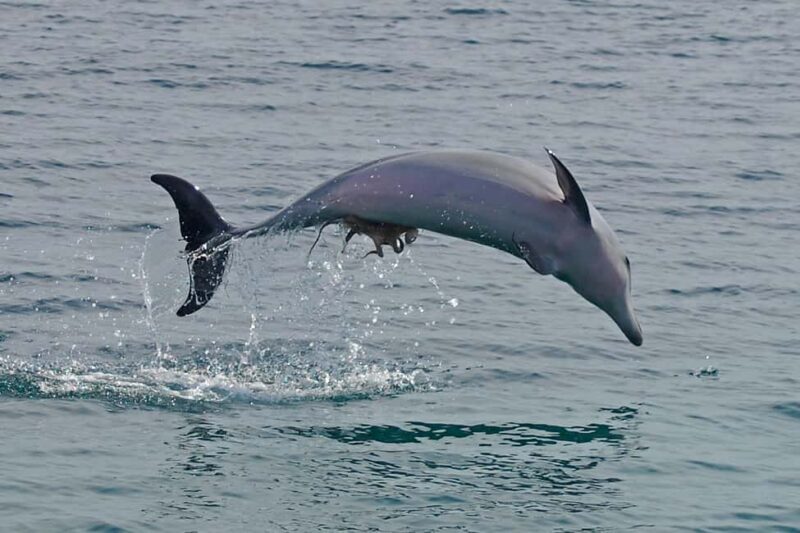 Nelson Bay: Dolphin Watch Cruise and Sail - Introduction