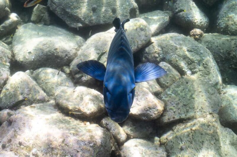 Nelson Bay: Marine Discovery Cruise with Snorkeling - Authentic Experiences and Genuine Highlights