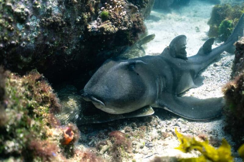 Nelson Bay: Marine Discovery Cruise with Snorkeling - The Sum Up