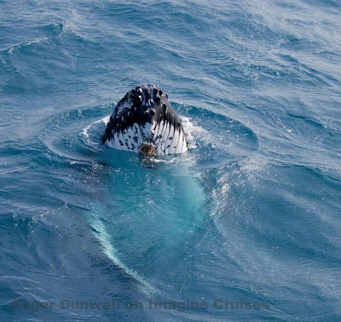 Nelson Bay: Whale and Dolphin Watching Catamaran Cruise - Key Points