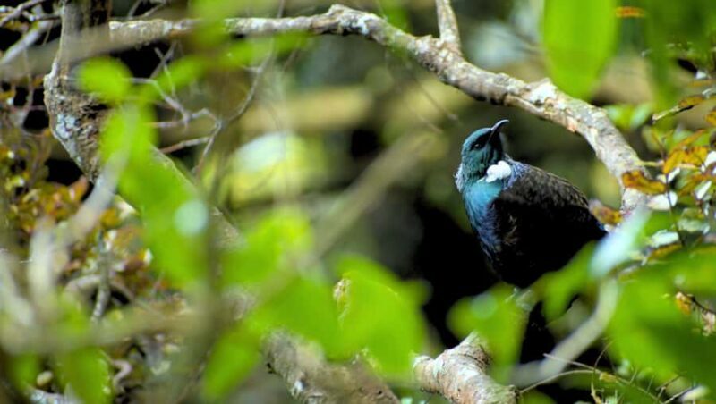 Nelson: Brook Waimrama Sanctuary Entry Ticket - The Wildlife and Conservation Focus