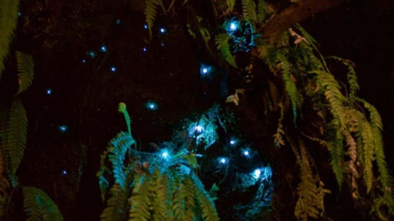 Nelson: Brook Waimrama Sanctuary Guided Night Walk - Key Points