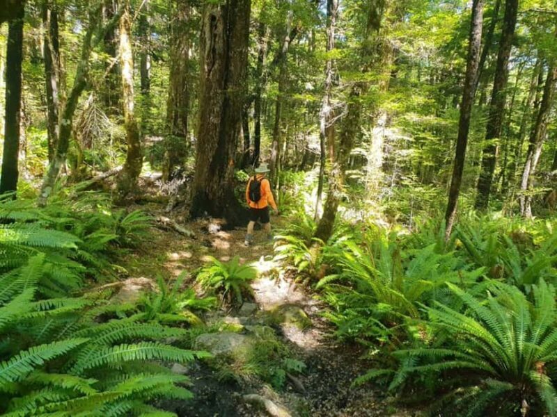 Nelson: Nelson Lakes National Park Day Trip with Lunch - What Reviewers Say