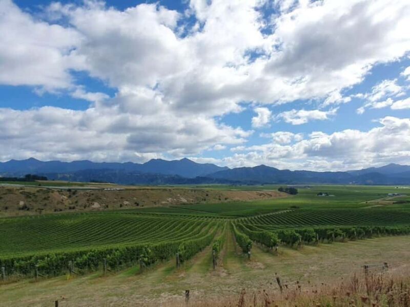 Nelson: Wine Tour with Tastings and Lunch - The Bottom Line