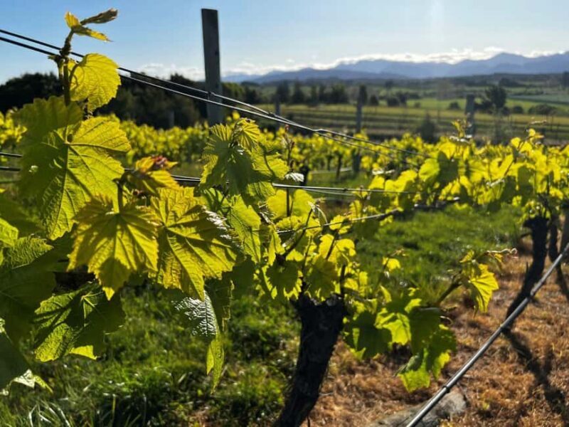 Nelson: Wine Tour with Tastings and Lunch - FAQ