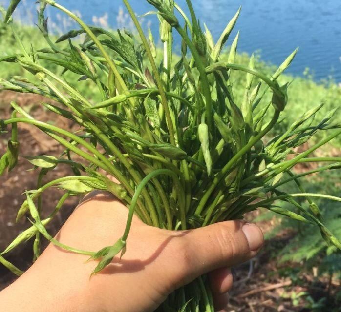 Nemi: Herb Harvesting and Cooking Class Experience - Introduction