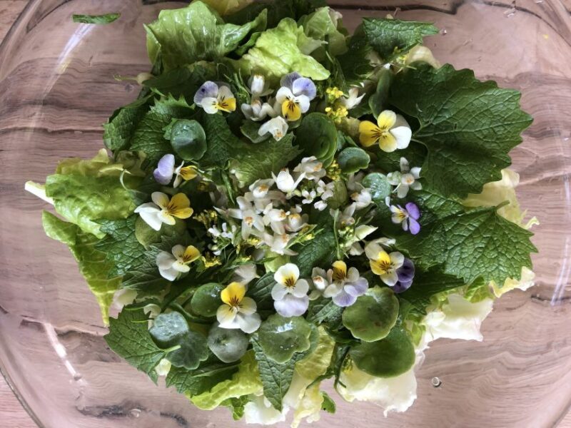 Nemi: Herb Harvesting and Cooking Class Experience - Key Points