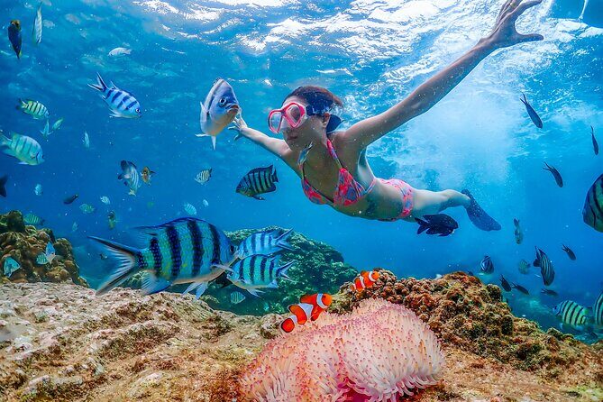 Nemo Island and Big Buddha Mountain Snorkeling from Bangkok - Key Points