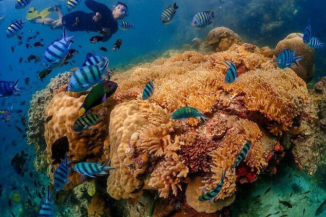 Nemo Island and Big Buddha Mountain Snorkeling from Bangkok - Frequently Asked Questions