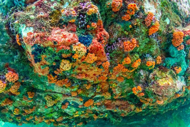 Nemo Island Experience with Drone Photos and Lunch - Practical Considerations and Value