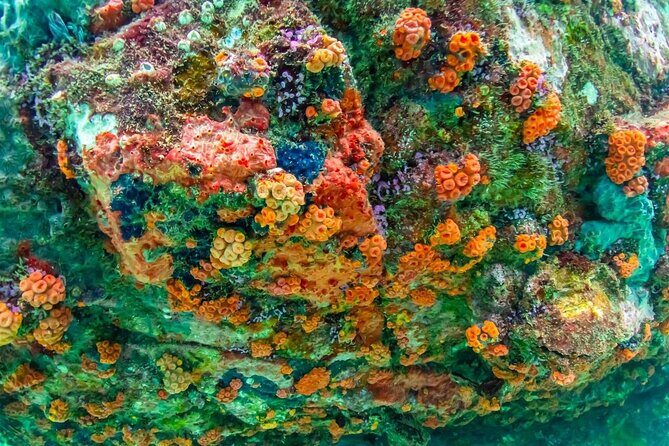 Nemo Island Full Day Tour by Speedboat with Snorkeling Experience - Discovering Pattaya’s Coastal and Marine Treasures