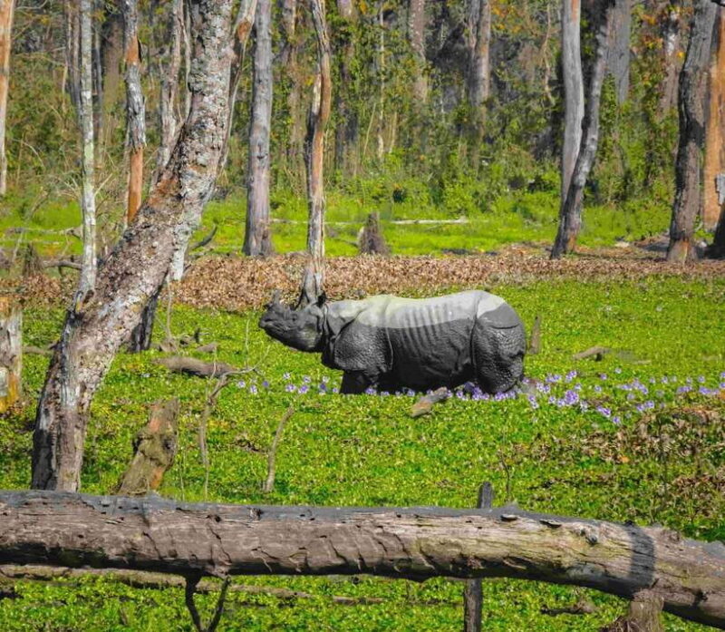 Nepal: 10-Day Yoga and Meditation Retreat Tour - Introduction: Why This Tour Is Worth Considering