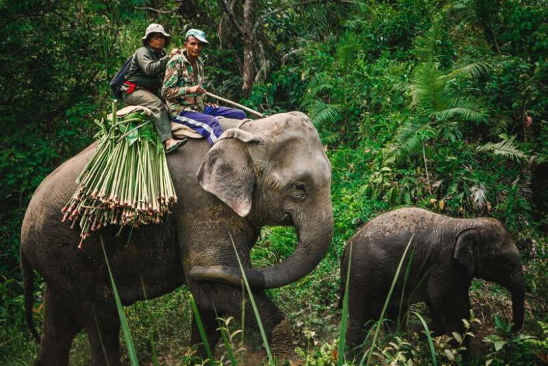 Nepal and Bhutan: 14-Day Tour with Flights - Chitwan National Park — Immersed in Nepal’s Wildlife