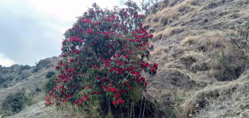 Nepal: Khopra Ridge Trek - Key Points