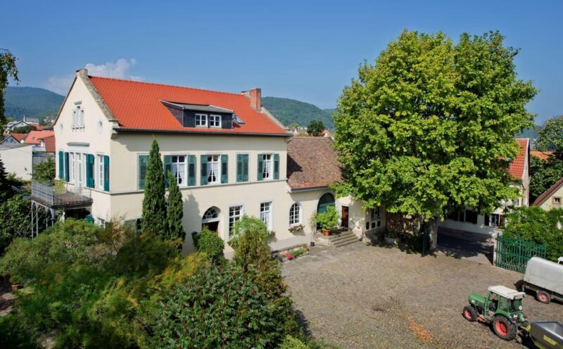 Neustadt: Wine tasting with cellar tour and vineyard tour - An In-Depth Look at the Neustadt Wine Experience