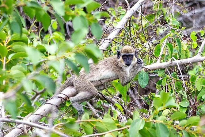 Nevis Historical Walking Tour - Who Should Consider This Tour?