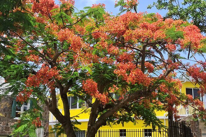 Nevis Island Historical Private Tour - Key Points