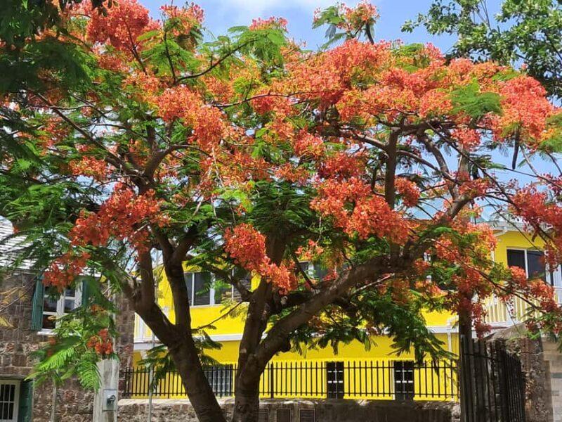 Nevis: Island Tour with Hot Springs and Historical tour - Practical Tips for Travelers