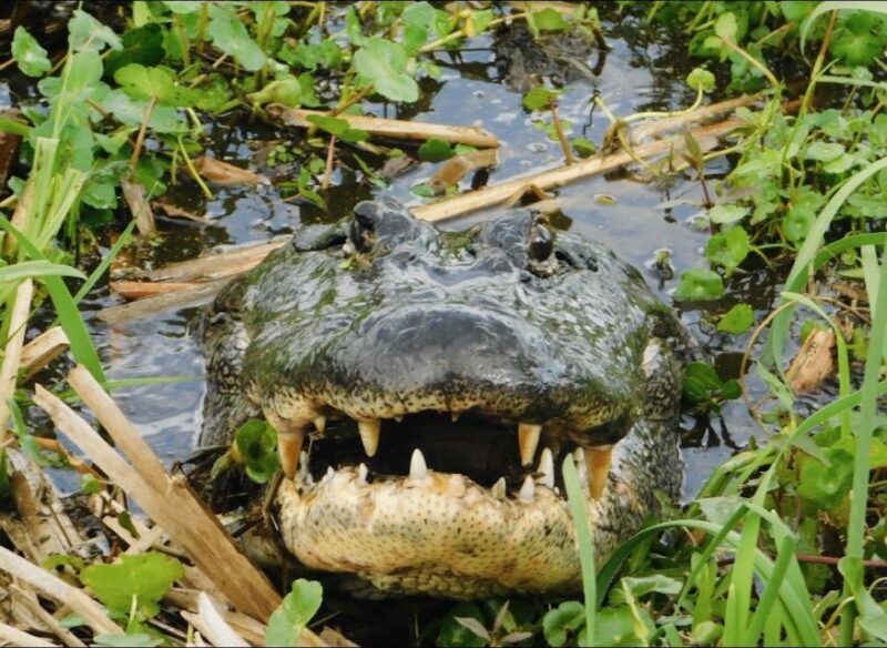 New Orleans: 10 Passenger Airboat Swamp Tour - Why Choose the New Orleans Airboat Swamp Tour?