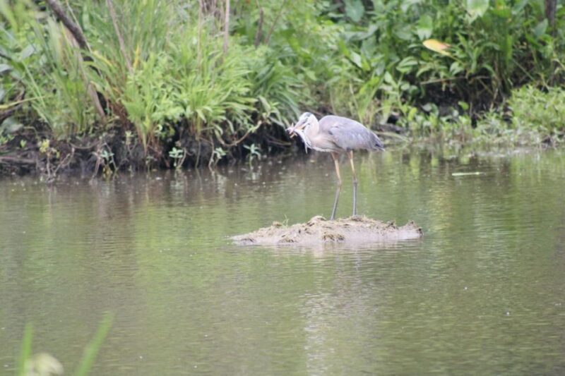 New Orleans: 10 Passenger Airboat Swamp Tour - Final Thoughts