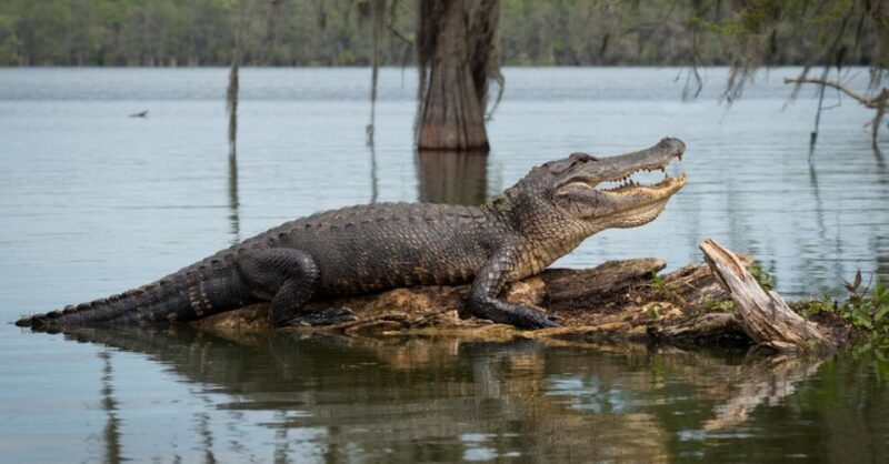 New Orleans: 16 Passenger Airboat Swamp Tour - Key Points