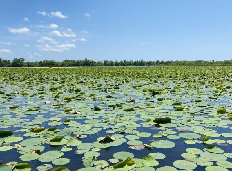 New Orleans: 16 Passenger Airboat Swamp Tour - The Experience Through the Lens of Reviewers