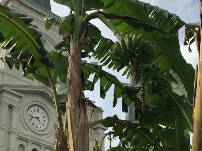 New Orleans: 45 Minutes in Jackson Square - Practical Details That Matter