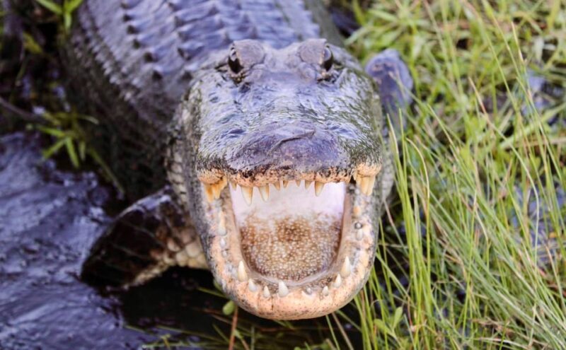 New Orleans: 6 Passenger Premium Airboat Swamp Tour - Authenticity and Experience: What Travelers Are Saying