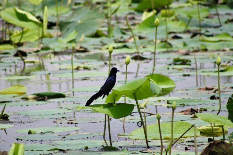 New Orleans: 6 Passenger Premium Airboat Swamp Tour - FAQ