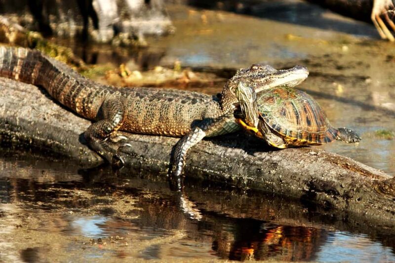 New Orleans: Airboat Swamp Adventure with Transportation - The Itinerary Breakdown: What You Can Expect