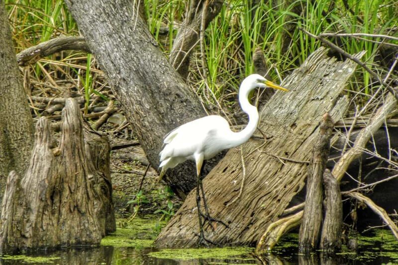 New Orleans: Airboat Swamp Adventure with Transportation - FAQs