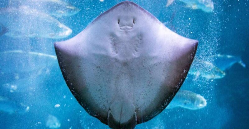 New Orleans: Audubon Aquarium & Insectarium Ticket - How the Ticket Works
