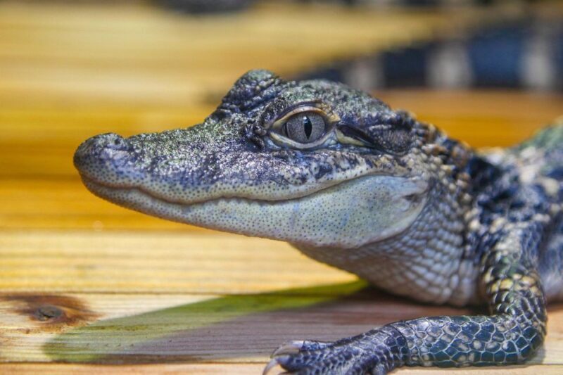 New Orleans: Audubon Aquarium & Insectarium Ticket - Practical Tips