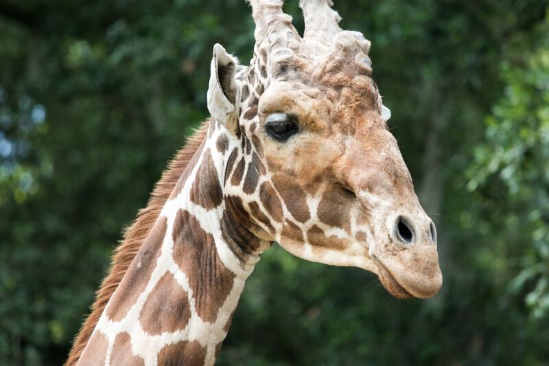 New Orleans: Audubon Zoo Ticket and Combination Option - Exploring the Audubon Zoo: What You Need to Know