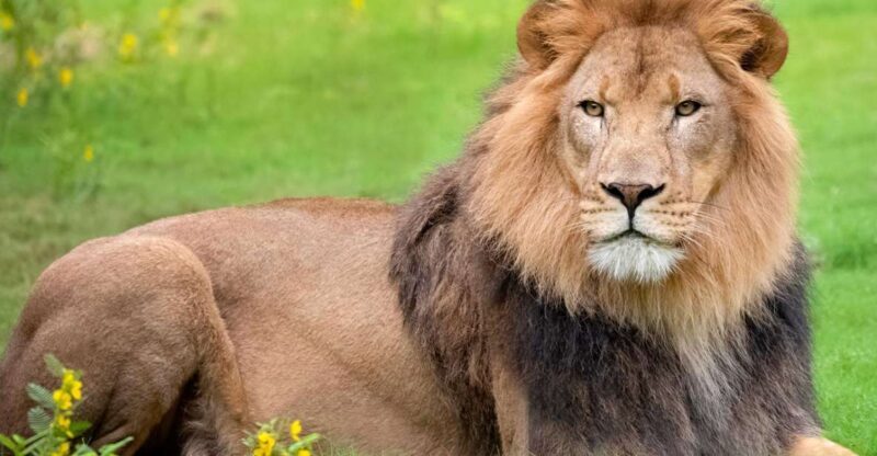 New Orleans: Audubon Zoo Ticket and Combination Option - How the Price Offers Value